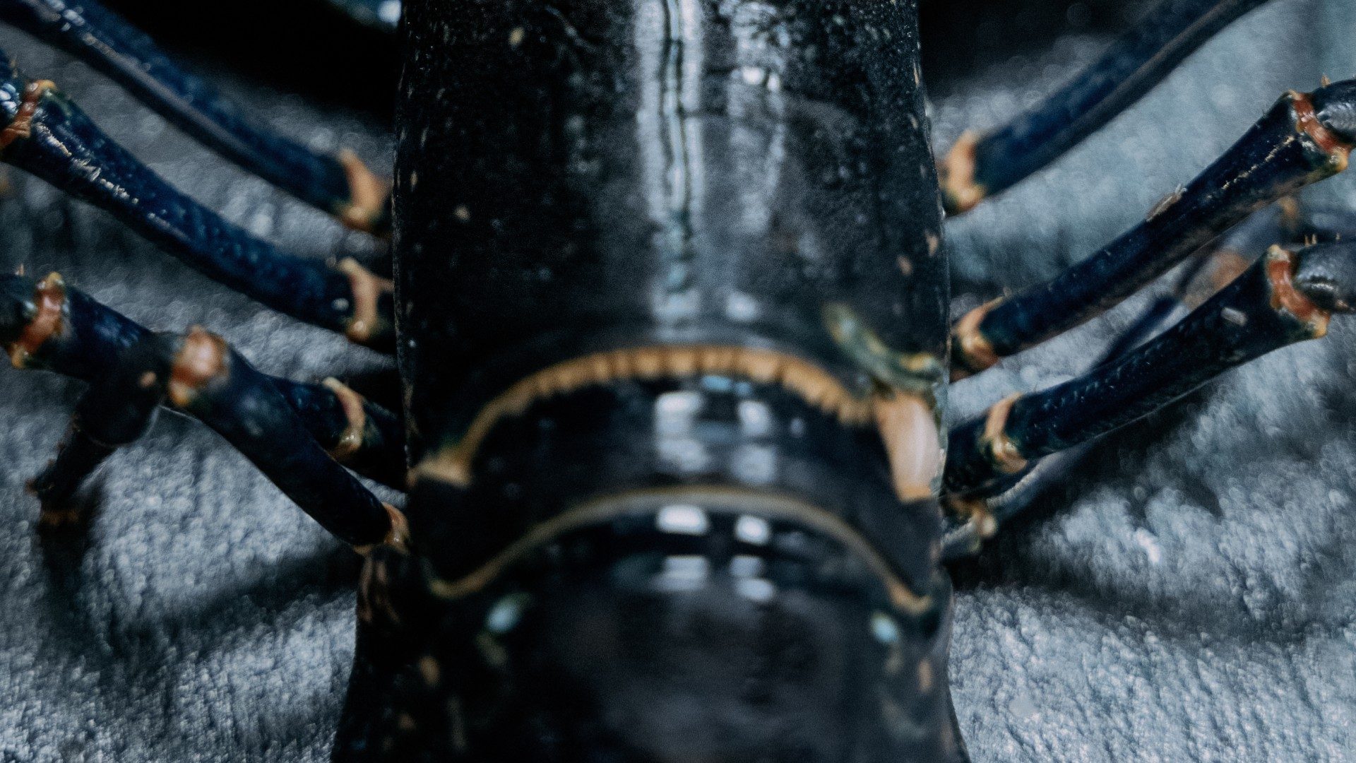 Maison Reynaud - Spécialiste en produits de la mer