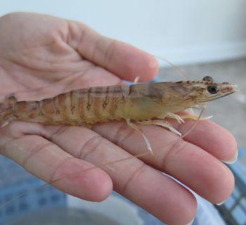 Maison Reynaud - Spécialiste en produits de la mer
