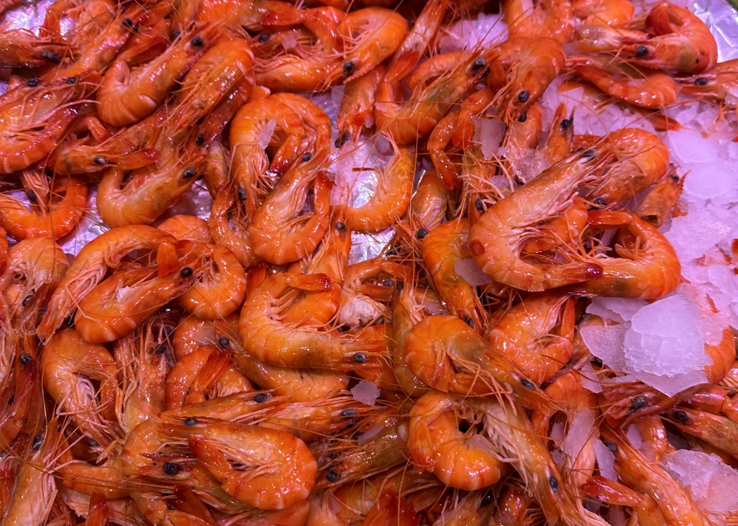 Découvrez la Baby Crevette OSO® - Maison Reynaud